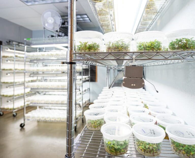 Plant Micropropagation Lab - Qualterra