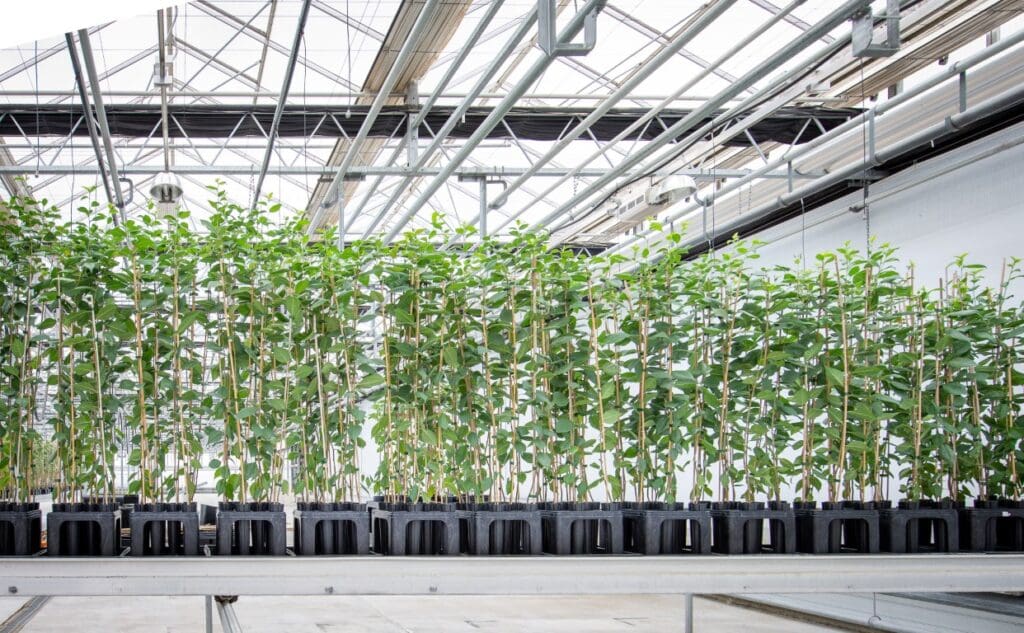 Clean Plant Propagation - Qualterra