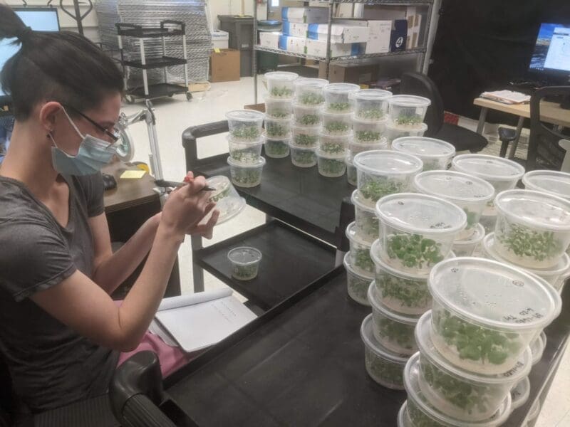 Plant Micropropagation Lab - Qualterra